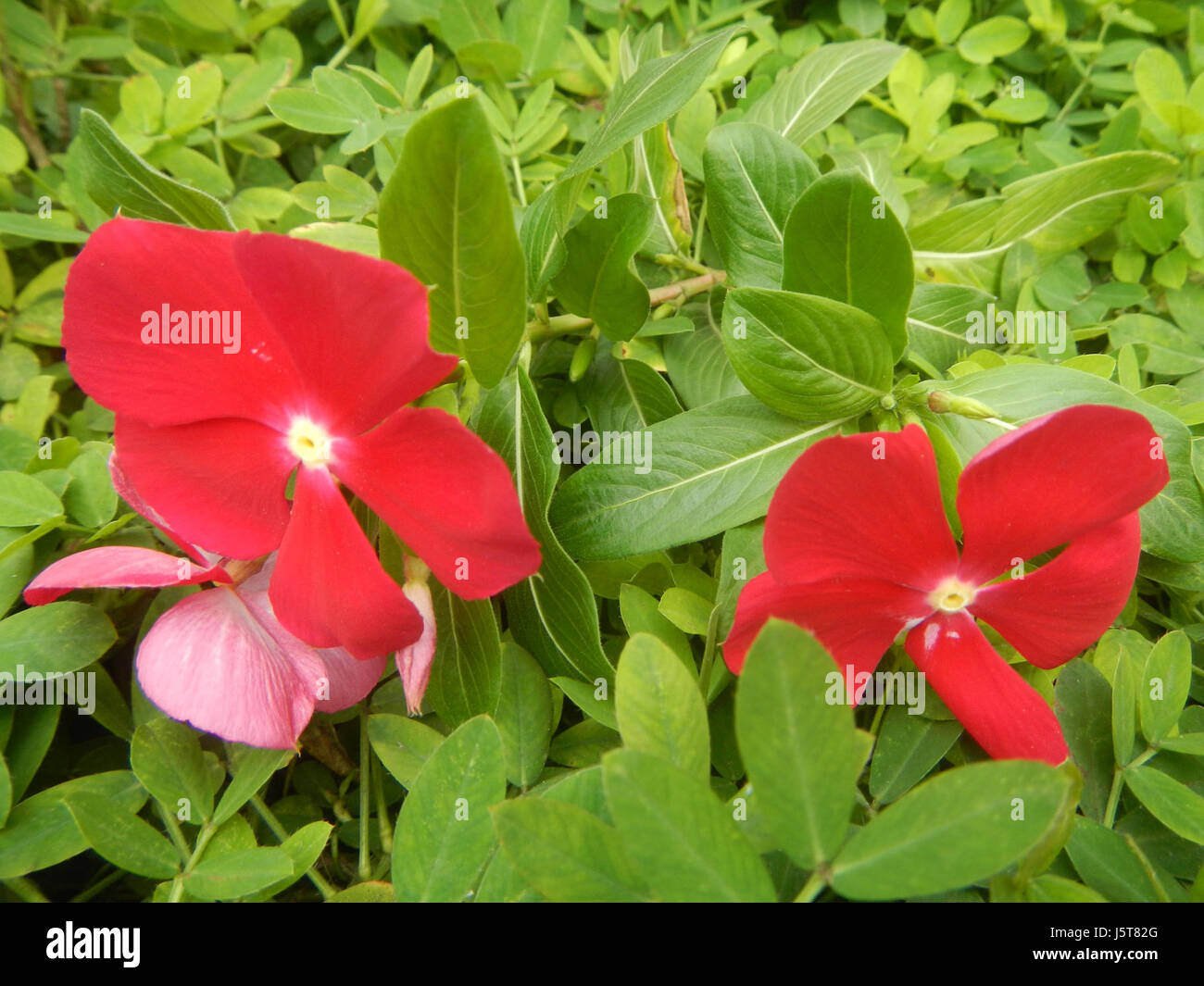 02058 Close-ups of Vinca flowers pacifica mixed 18 Stock Photo - Alamy