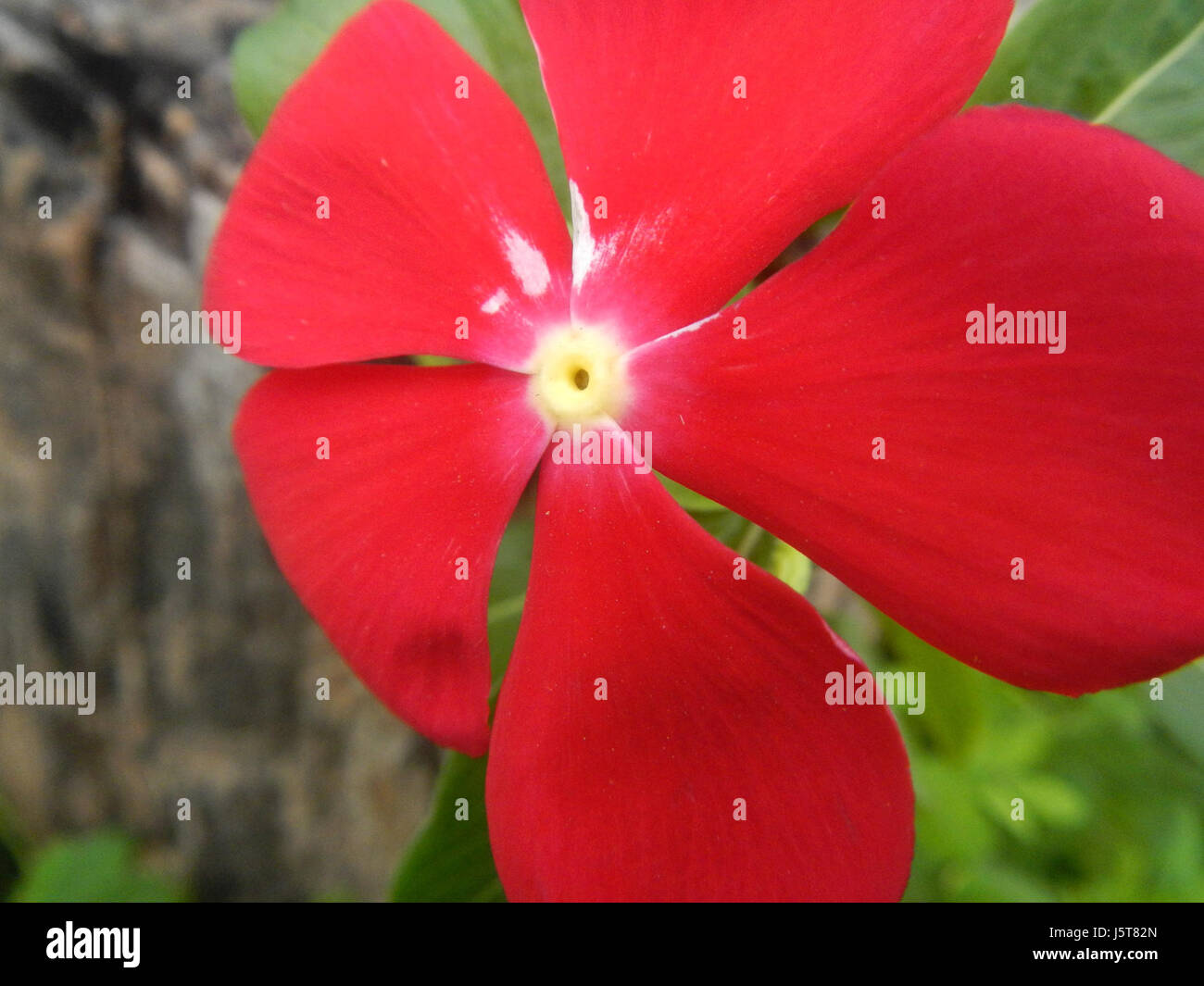 This close-up photograph showcases Pacifica mixed Vinca flowers, known ...