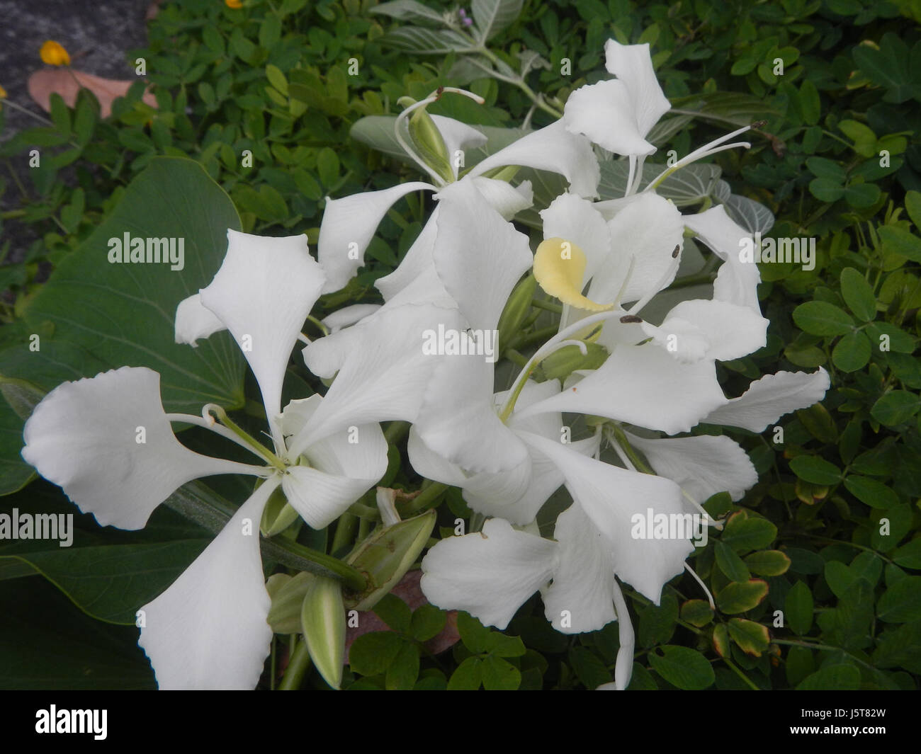The White Alibangbang Butterfly, also known as the Bauhinia butterfly ...