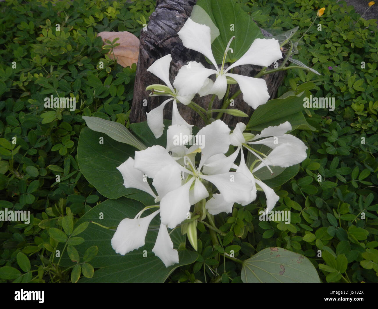 Endemic butterfly hi-res stock photography and images - Alamy