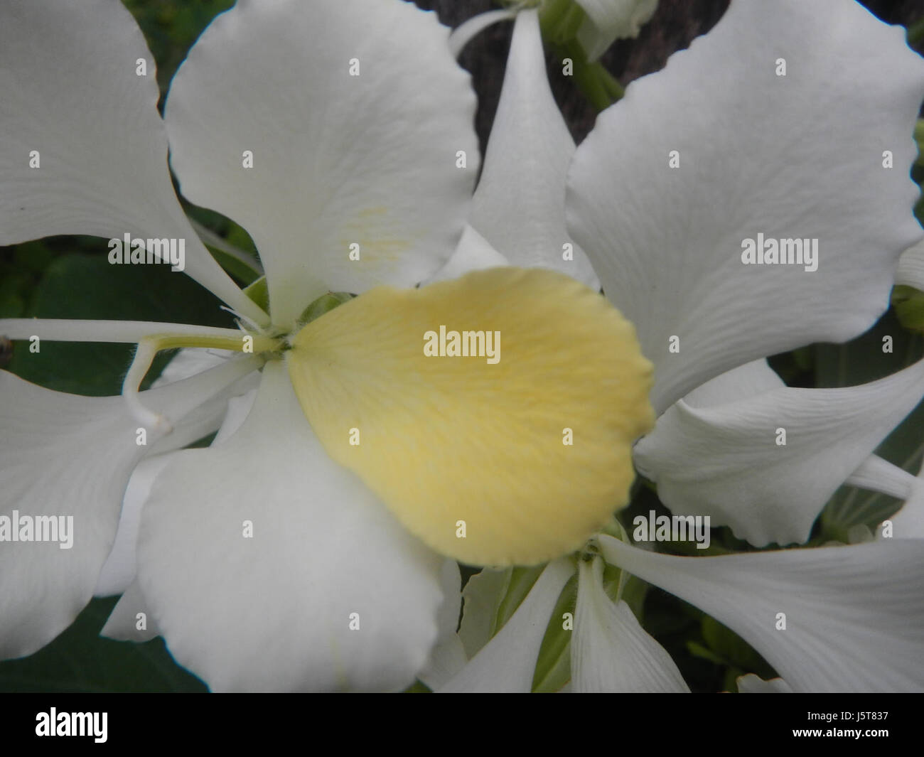 The White Alibangbang Butterfly, scientifically named as a species from ...