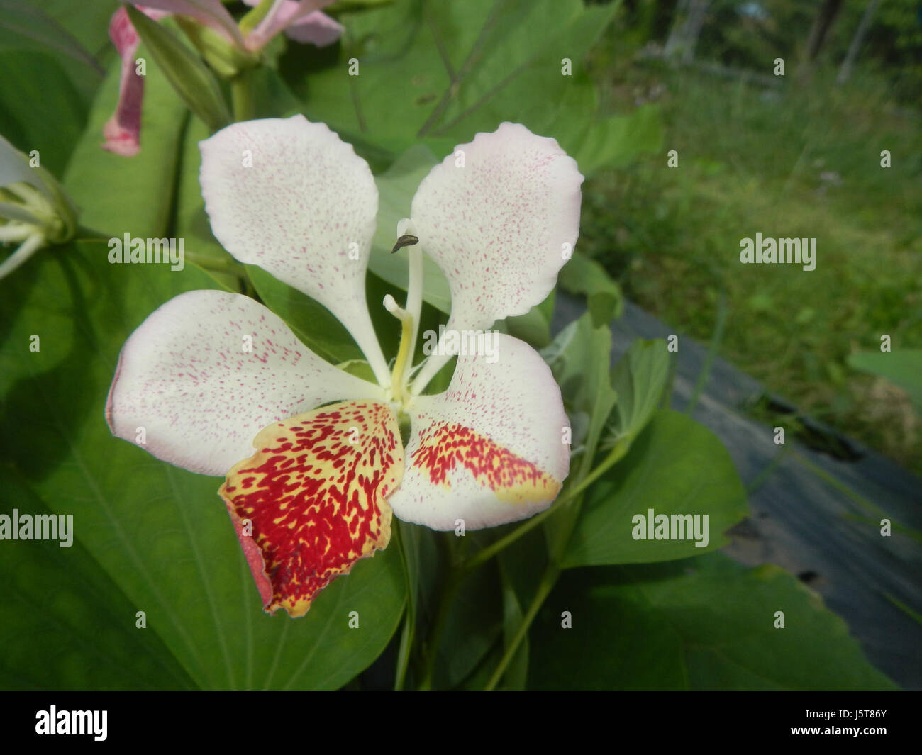 Bauhinia painting hi-res stock photography and images - Alamy