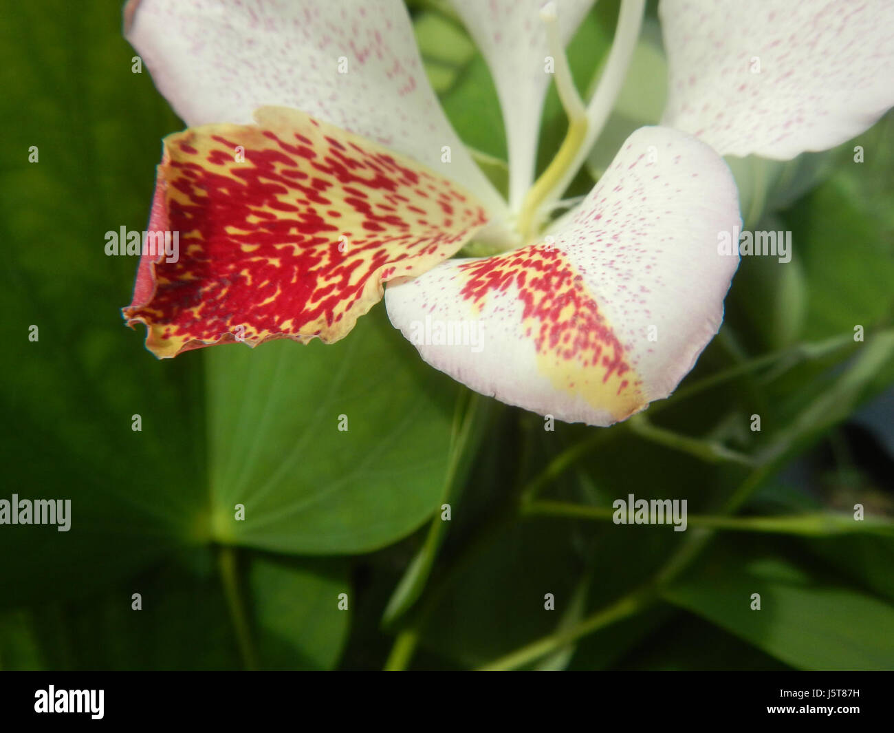Bauhinia painting hi-res stock photography and images - Alamy