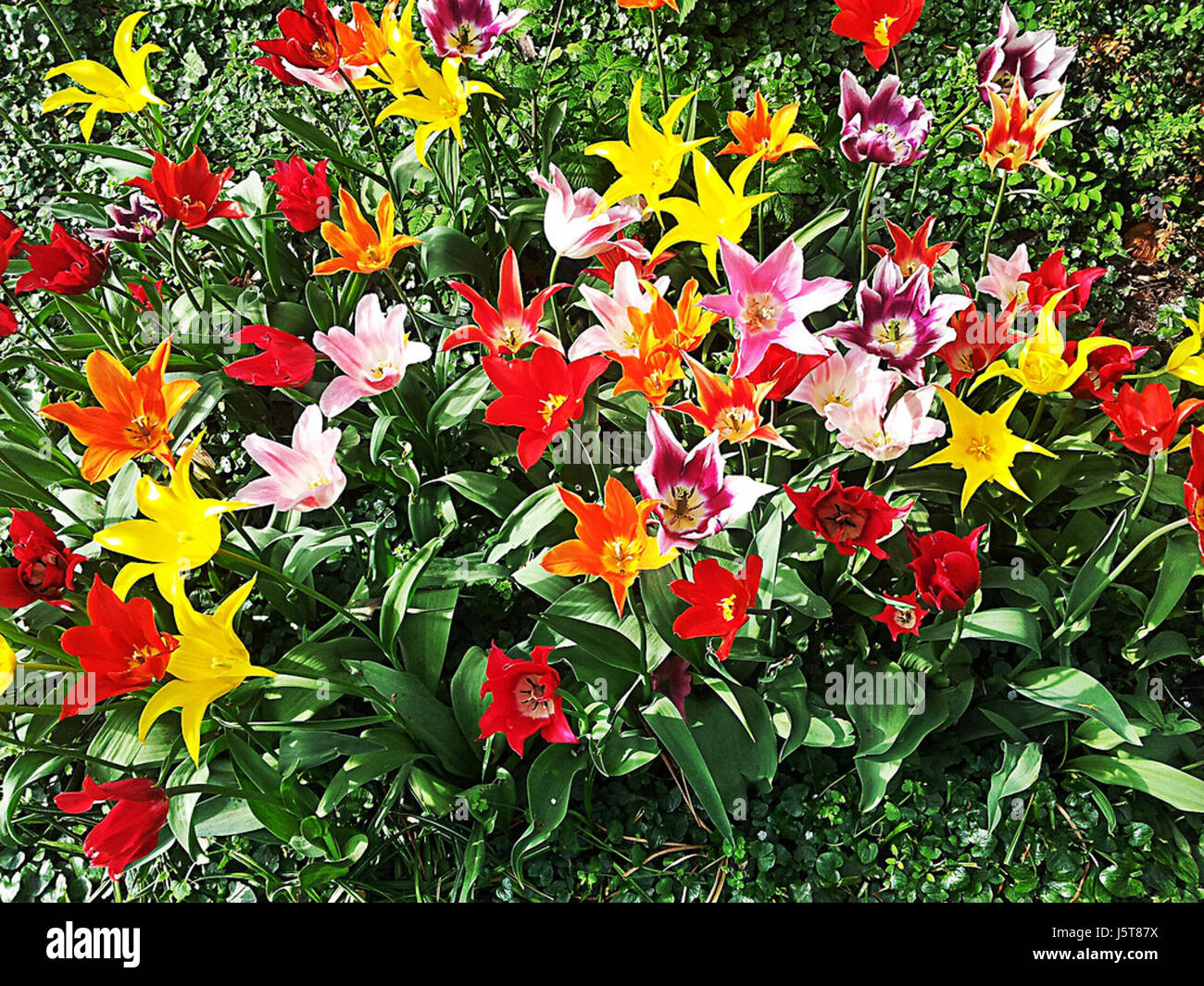 Blume stock photography hi-res stock photography and images - Alamy