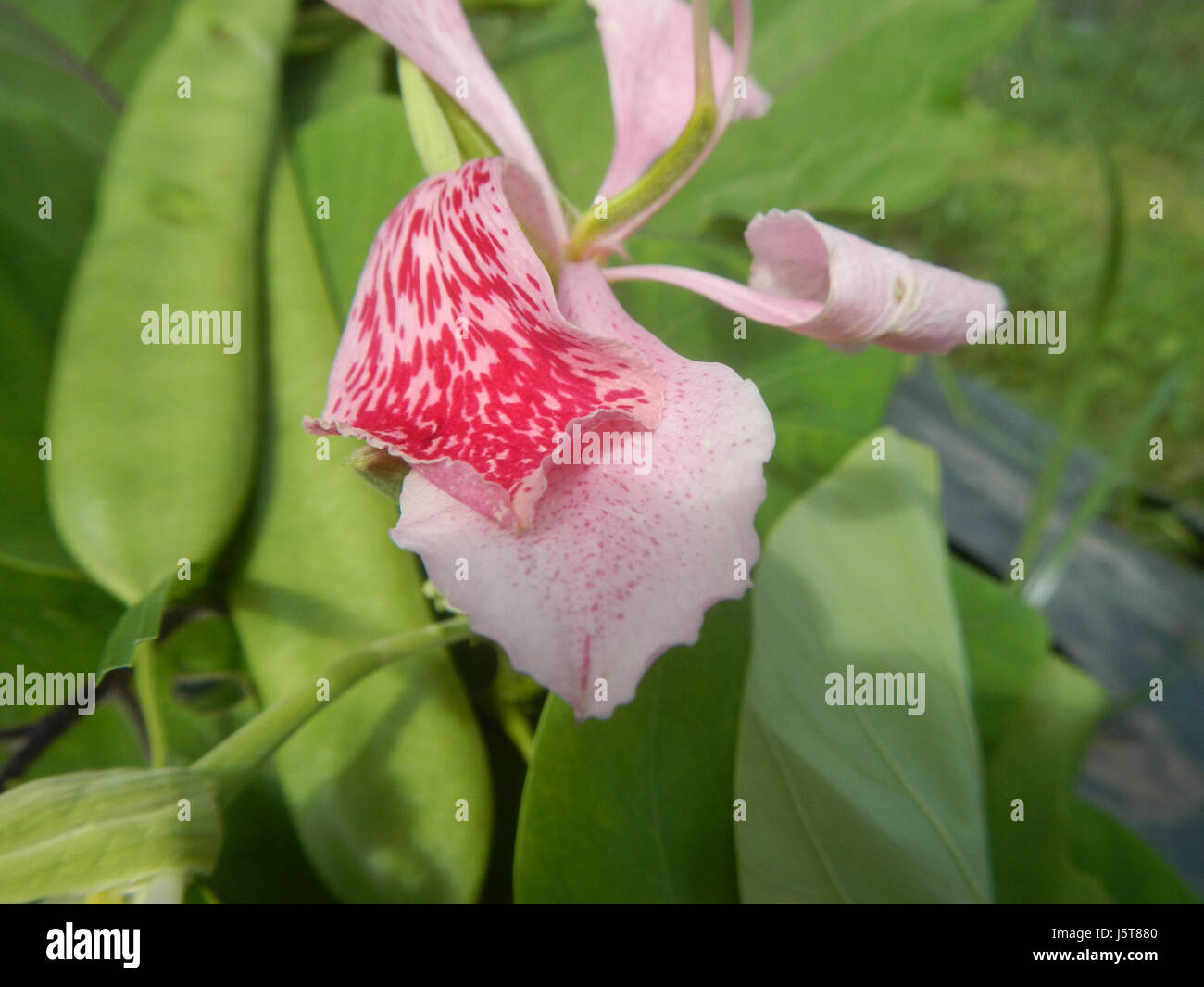 The title refers to the *Bauhinia purpurea* plant, commonly known as ...