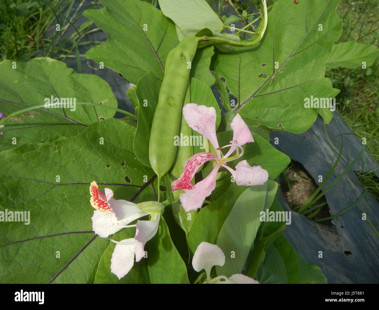 The Bauhinia purpurea is a species of flowering plant known for its ...
