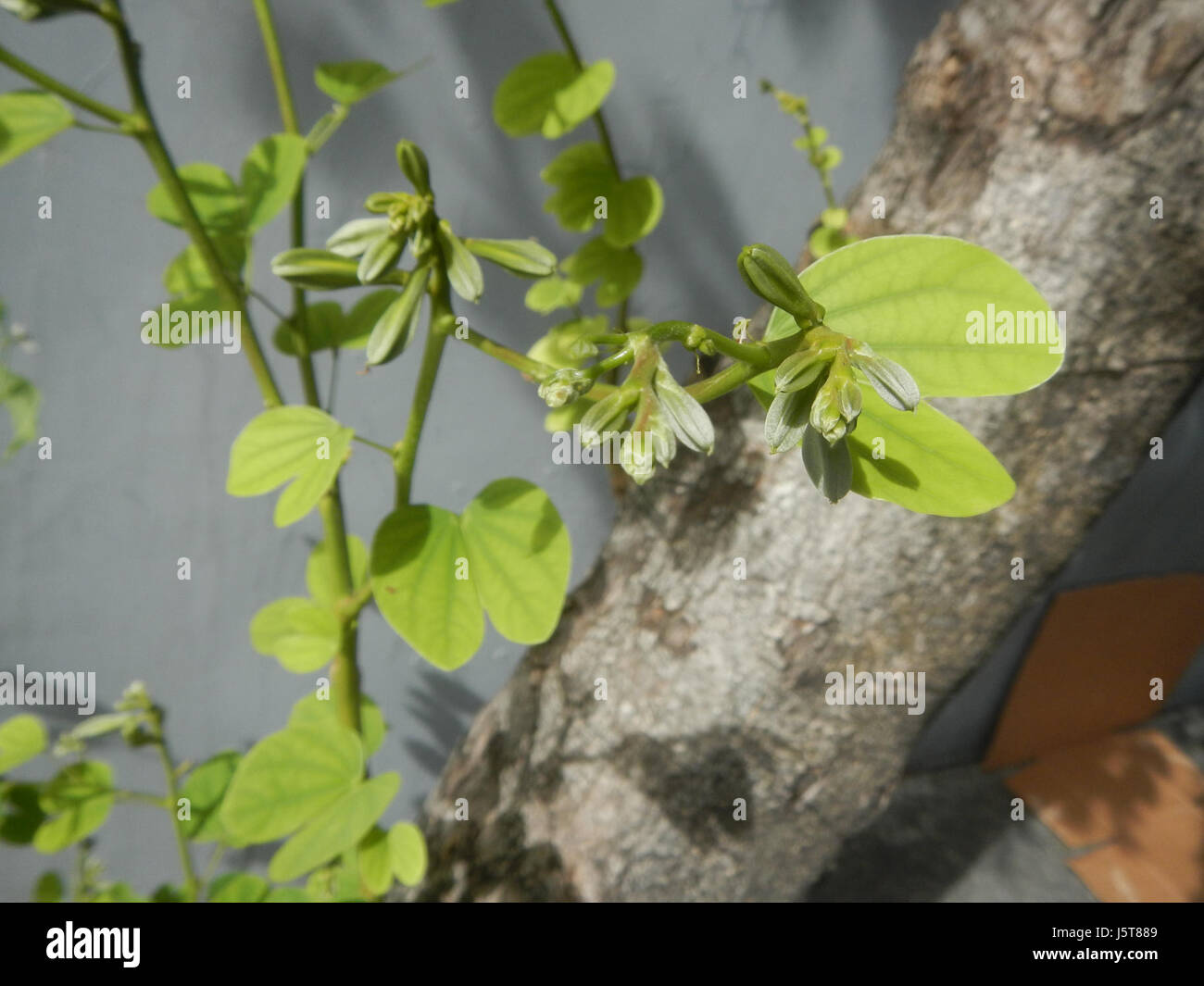 Bauhinia purpurea, known as the purple orchid tree, is a flowering ...
