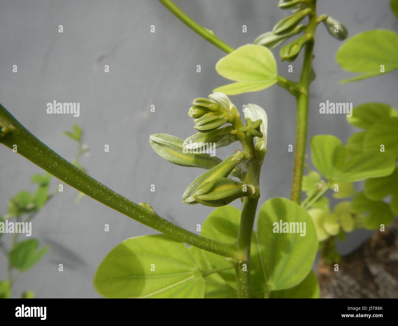 The Bauhinia purpurea, or orchid tree, is a flowering plant native to ...