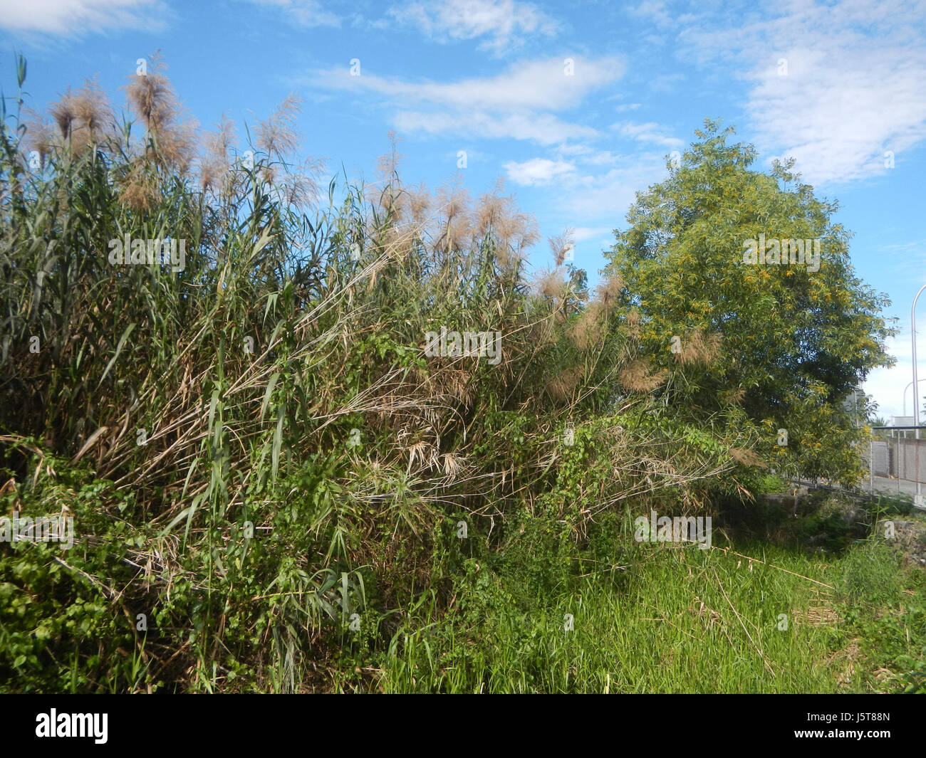 This image depicts grasslands in Pagala, Baliuag, Bulacan, located ...