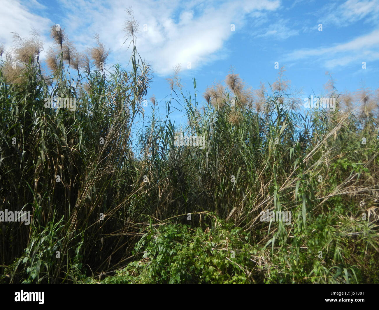 02263 Grasslands in Pagala, Baliuag, Bulacan at the back of SM City ...
