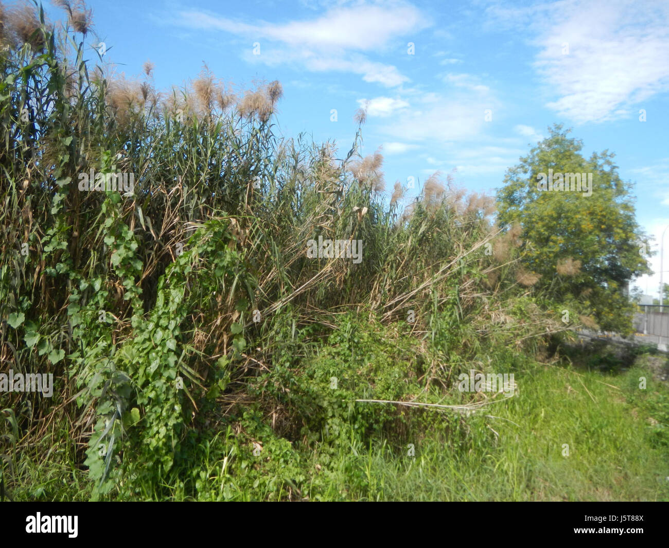This image depicts the grasslands located in Pagala, Baliuag, Bulacan ...