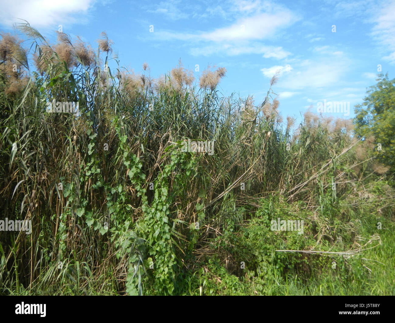 02263 Grasslands in Pagala, Baliuag, Bulacan at the back of SM City ...
