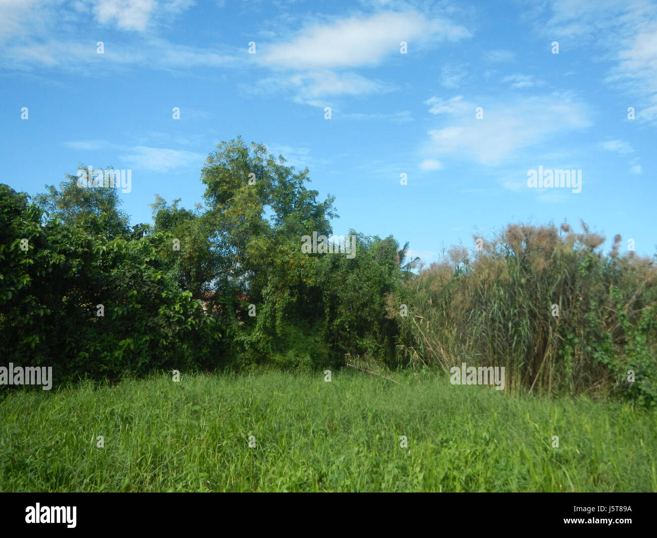 02263 Grasslands in Pagala, Baliuag, Bulacan at the back of SM City ...