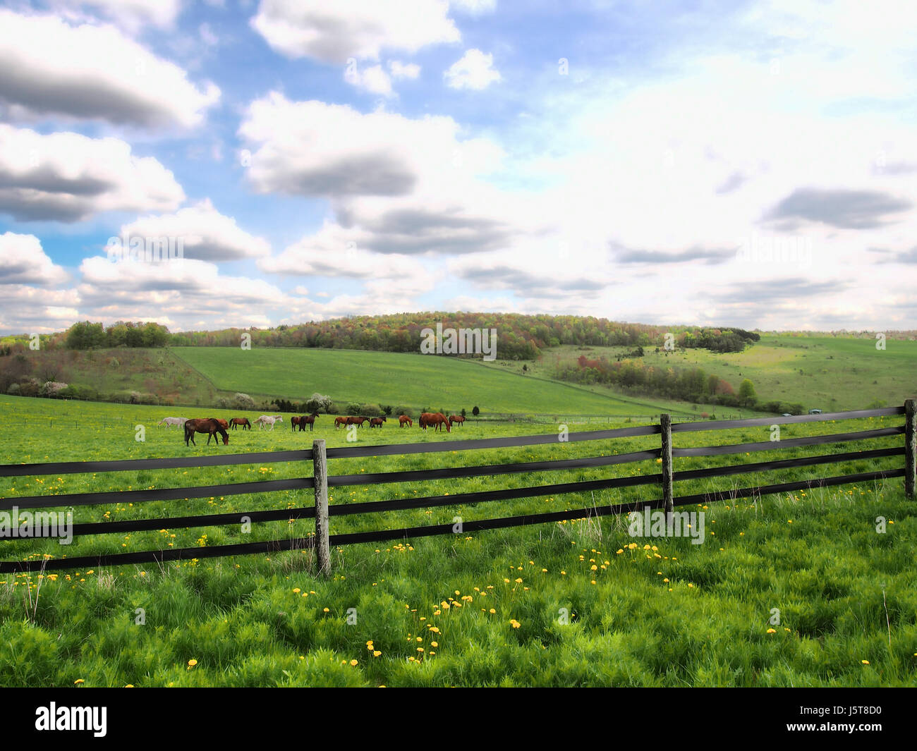horses grazing in a beautiful meadow in spring Stock Photo - Alamy