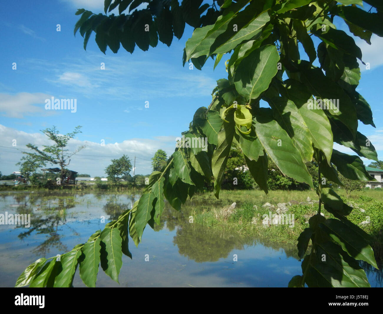 An image of the Ylang-ylang (Cananga odorata) tree in Bulacan ...