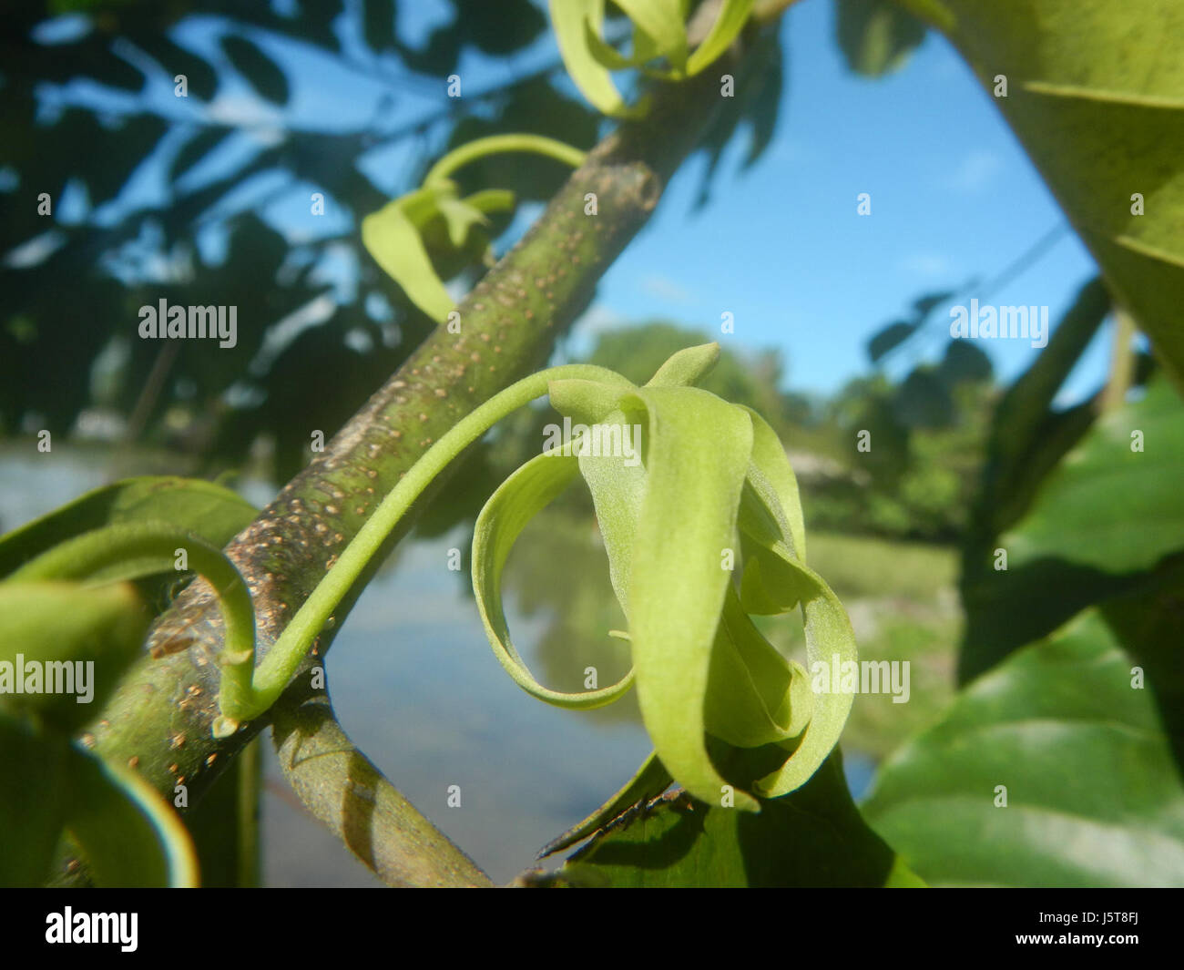 02442 Ylang-ylang Cananga odorata Bulacan 04 Stock Photo - Alamy