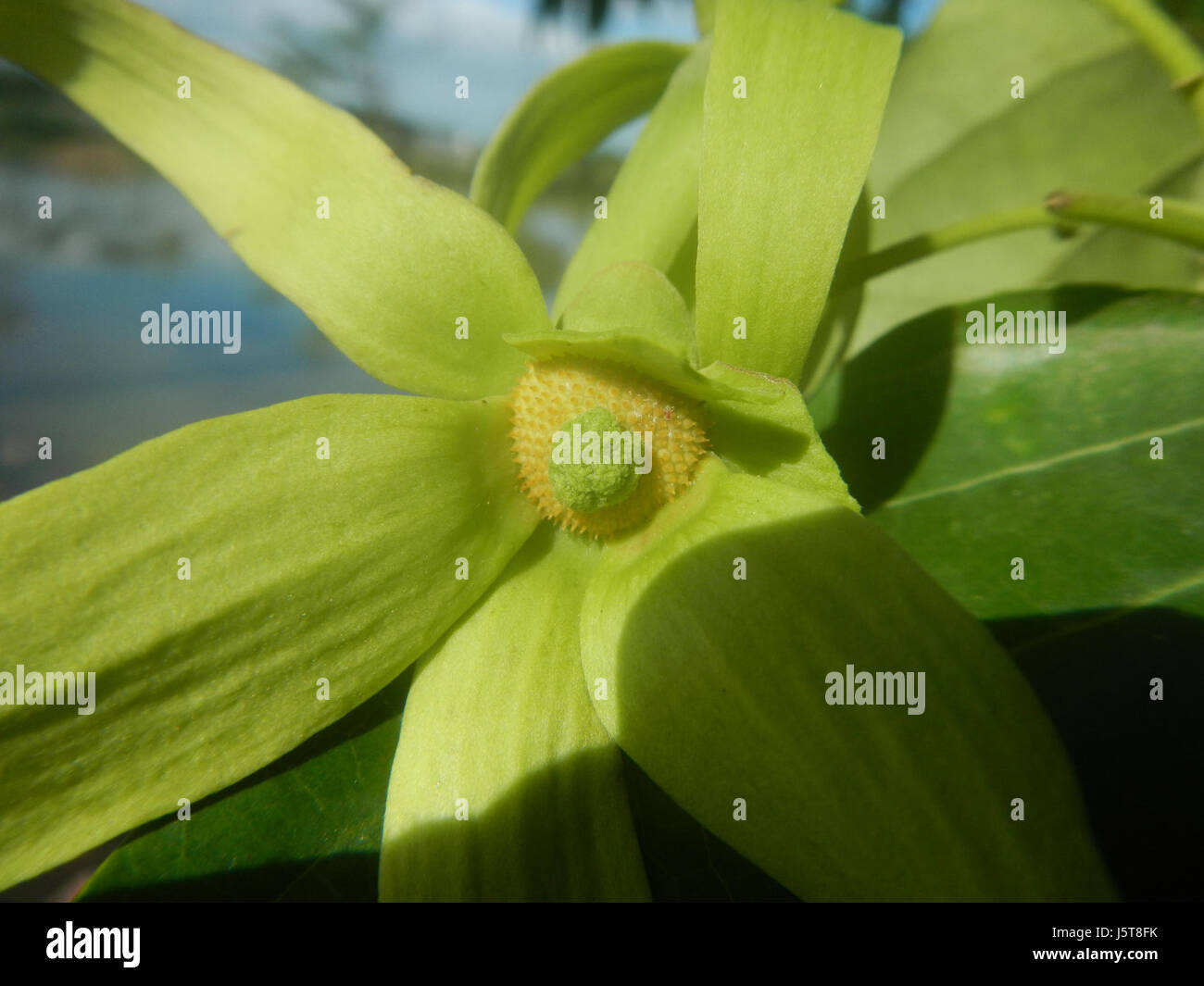 Distillation floral hi-res stock photography and images - Alamy