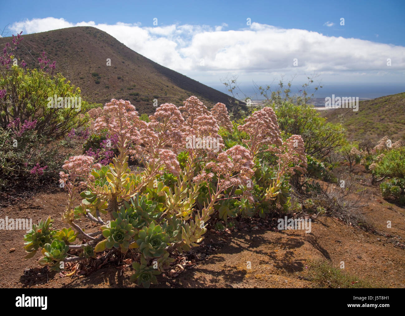 flora of Gran Canaria - pink flowering Aeonium percarneum, endemic of ...