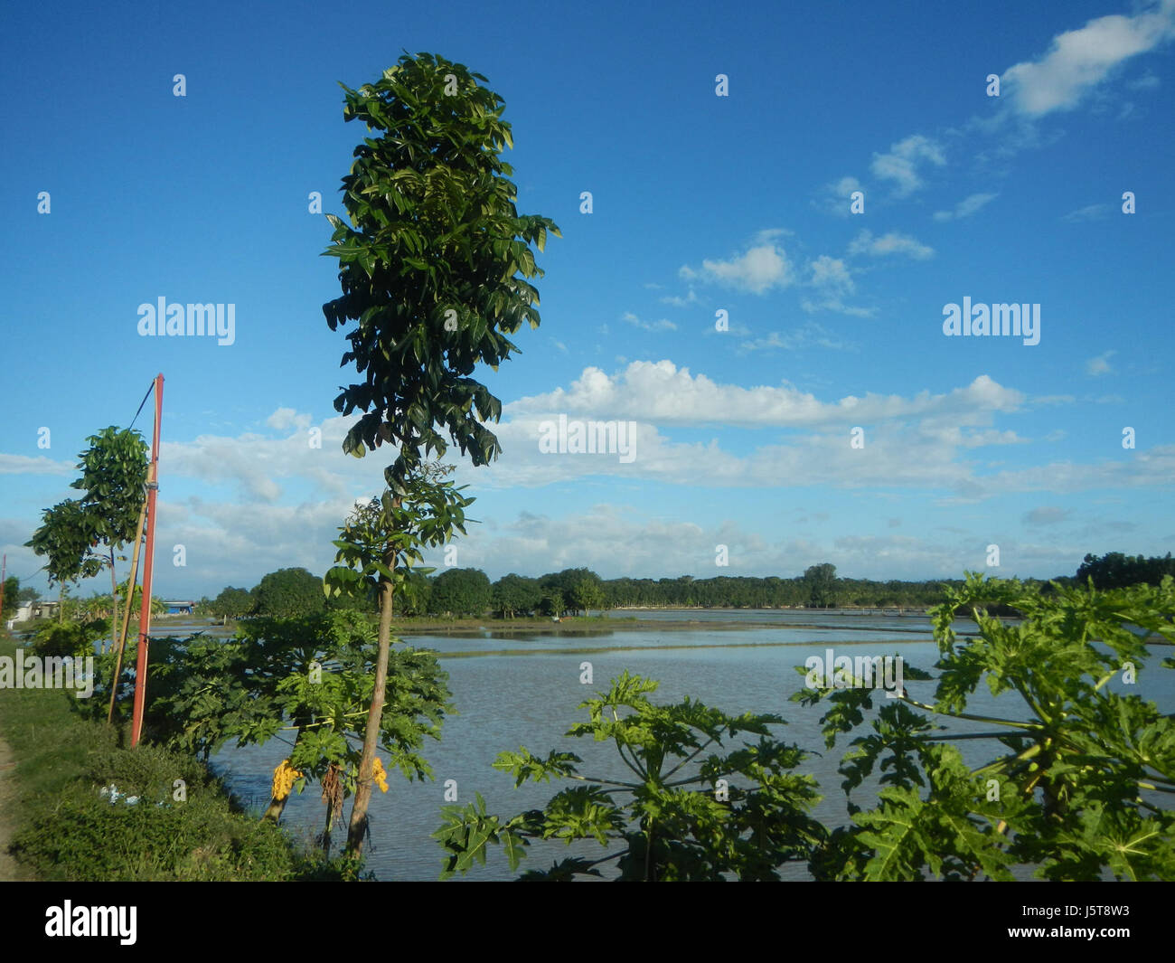 This image captures the paddy fields and grasslands along Cortez Road ...