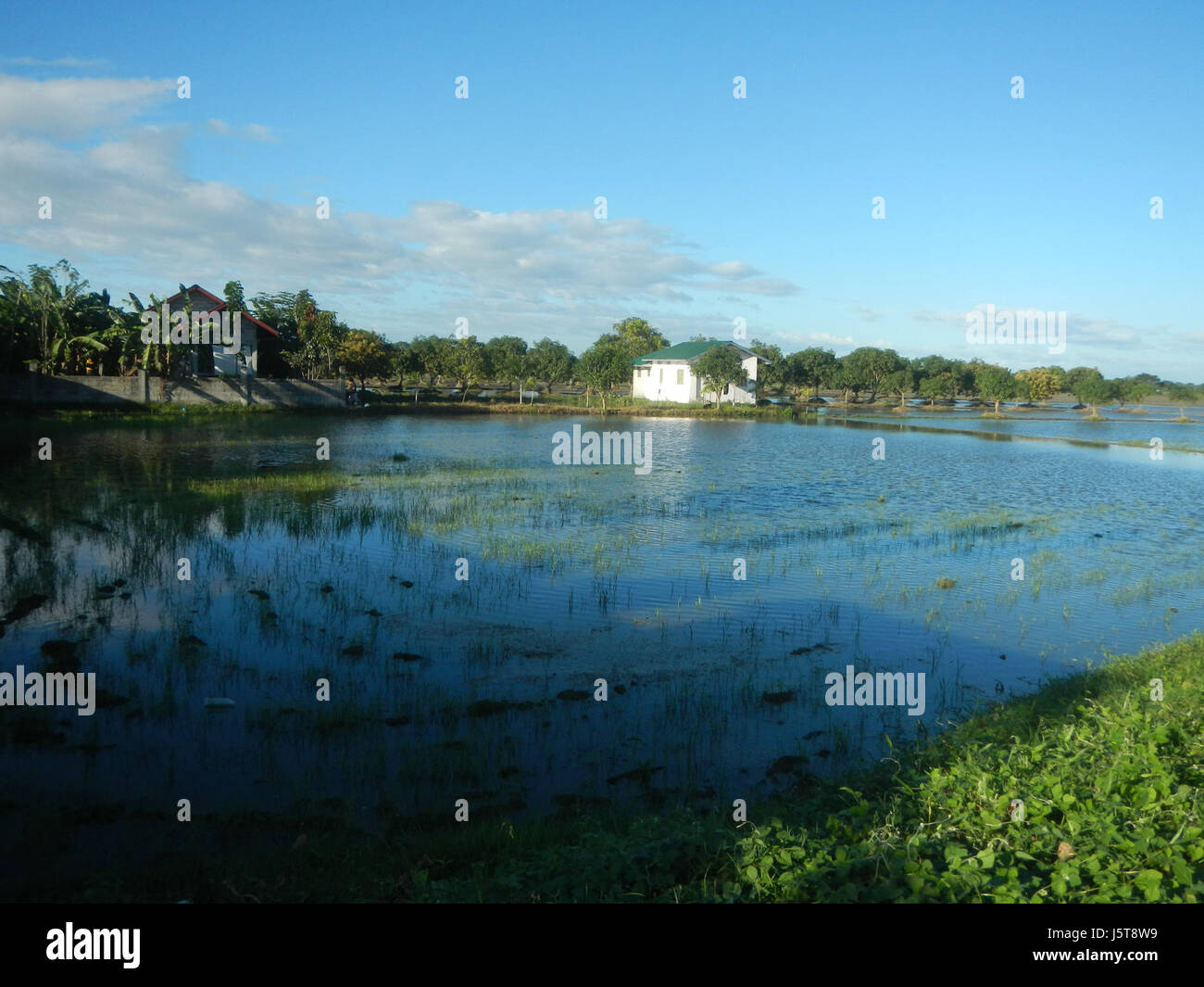 02701 Paddy fields grasslands trees Cortez Road Concepcion San Simon ...