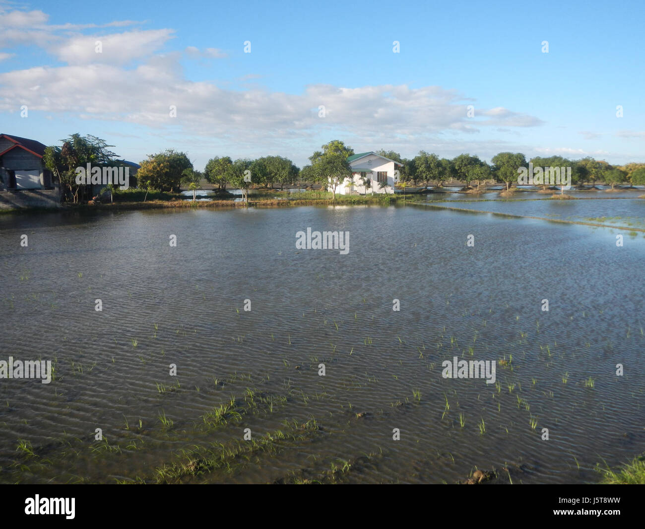 The landscape along Cortez Road in Concepcion, San Simon, Pampanga ...