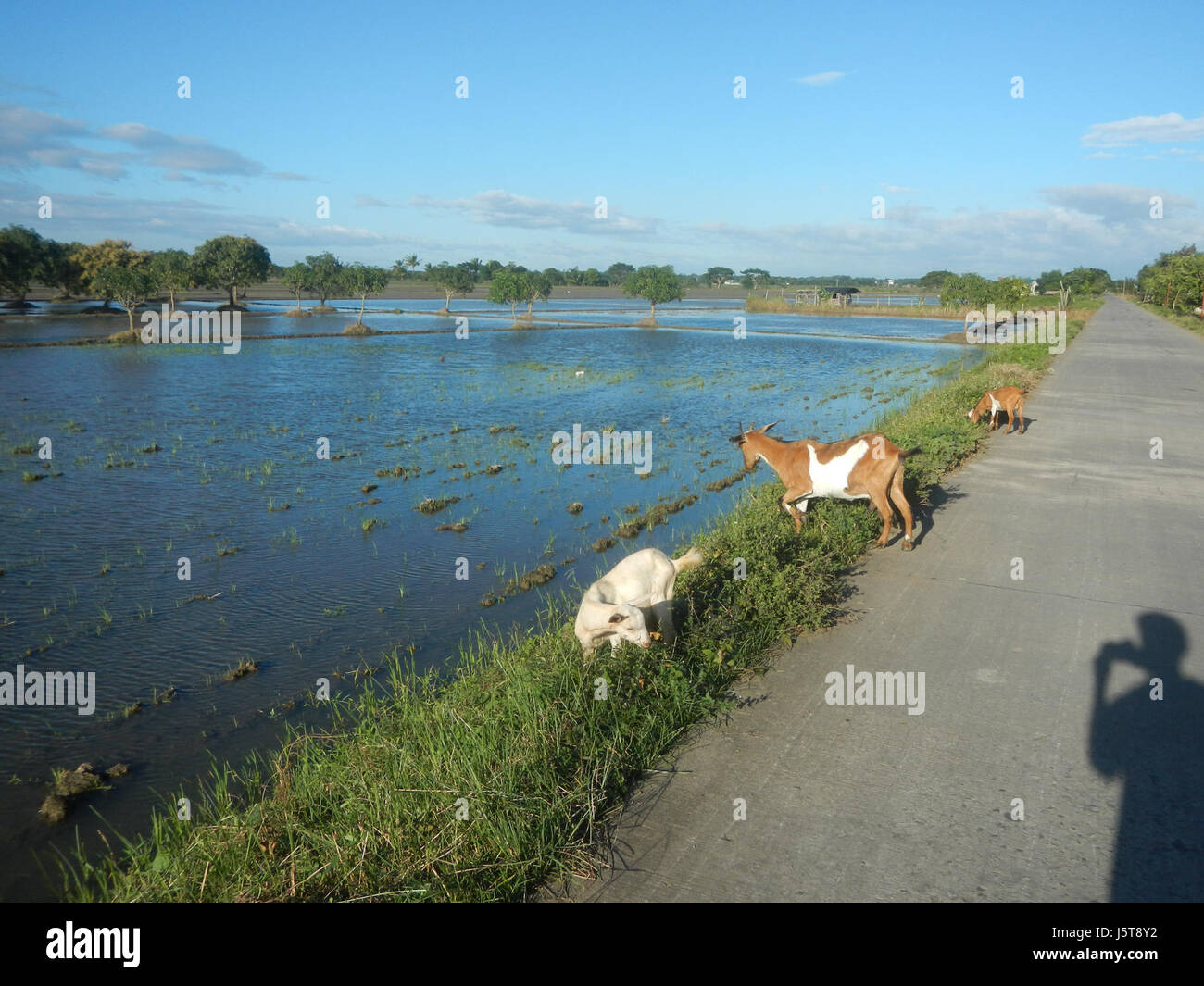 The image depicts a rural scene from Cortez Road, Concepcion, San Simon ...