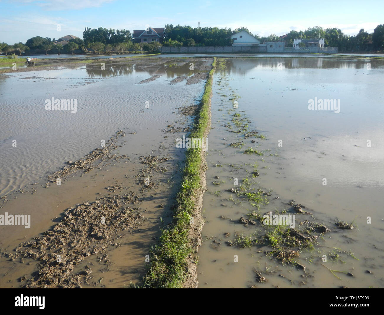 The landscape along Cortez Road in Concepcion, San Simon, Pampanga ...