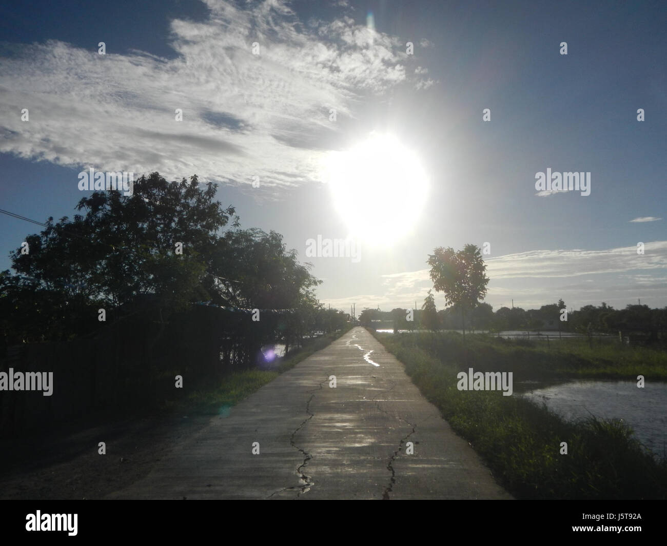 The image depicts the lush paddy fields and grasslands along Cortez ...