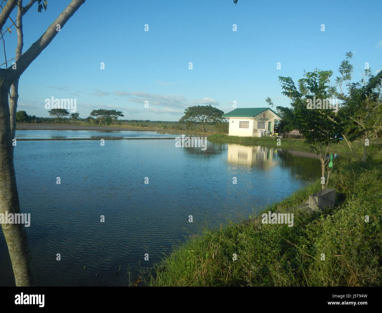 Image 02954f depicts the lush paddy fields and trees along Cortez Road ...