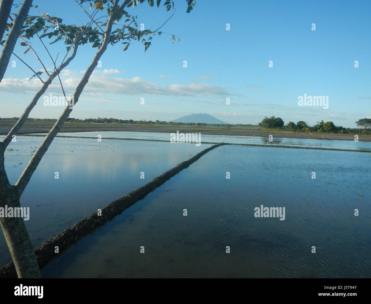 Along Cortez Road in Concepcion, San Simon, Pampanga, expansive paddy ...