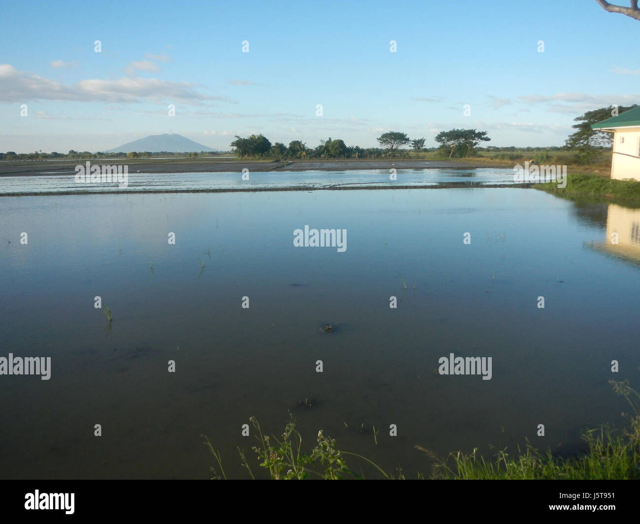 This image depicts the expansive paddy fields along Cortez Road in ...
