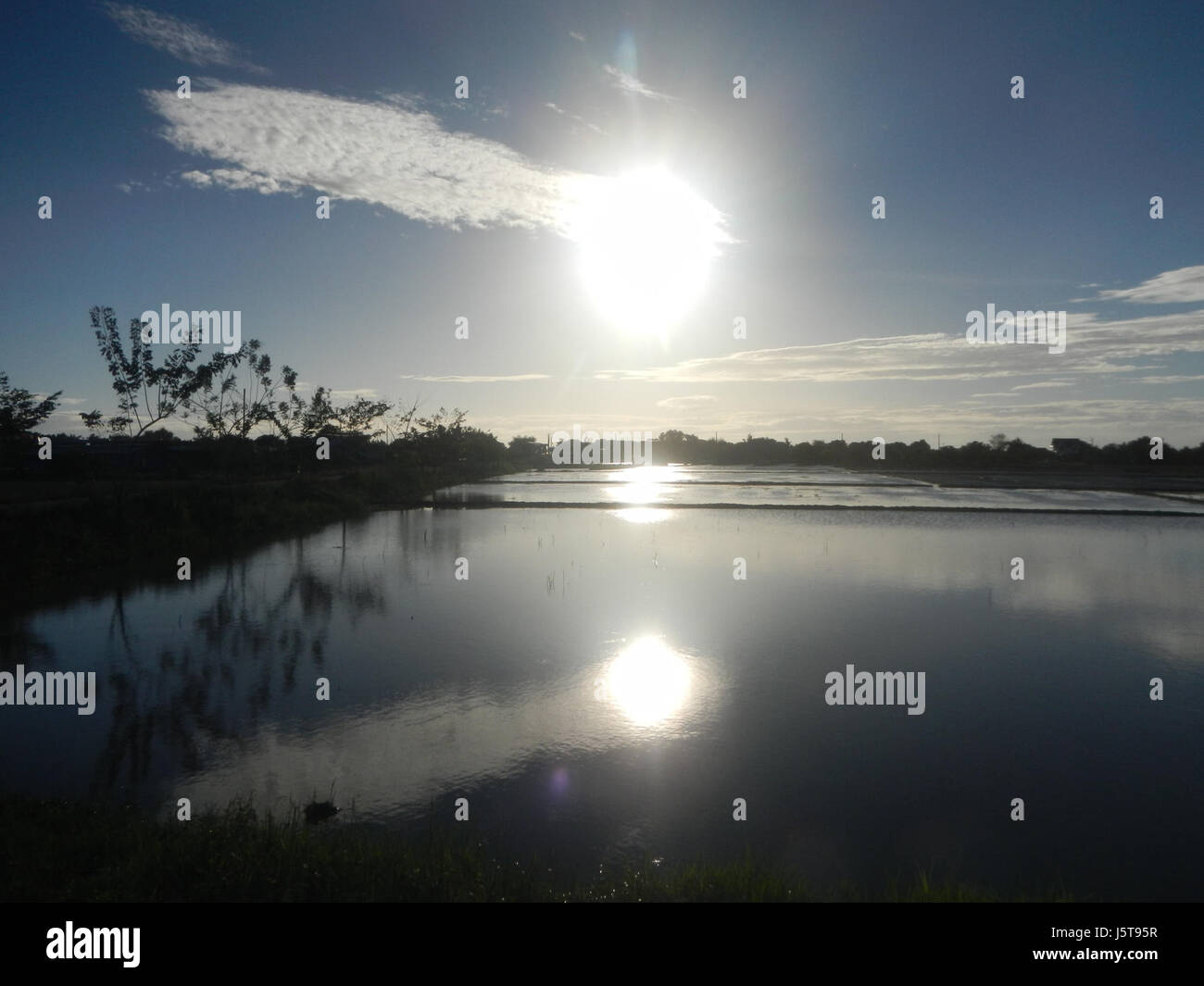 A photograph depicting paddy fields and trees along Cortez Road in ...