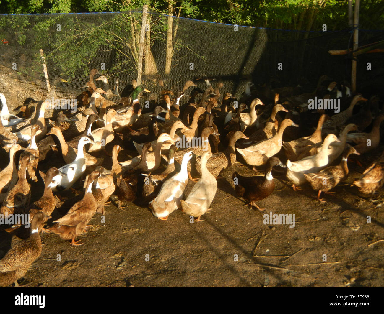 Cortez Road in Concepcion, San Simon, Pampanga, Philippines, is ...
