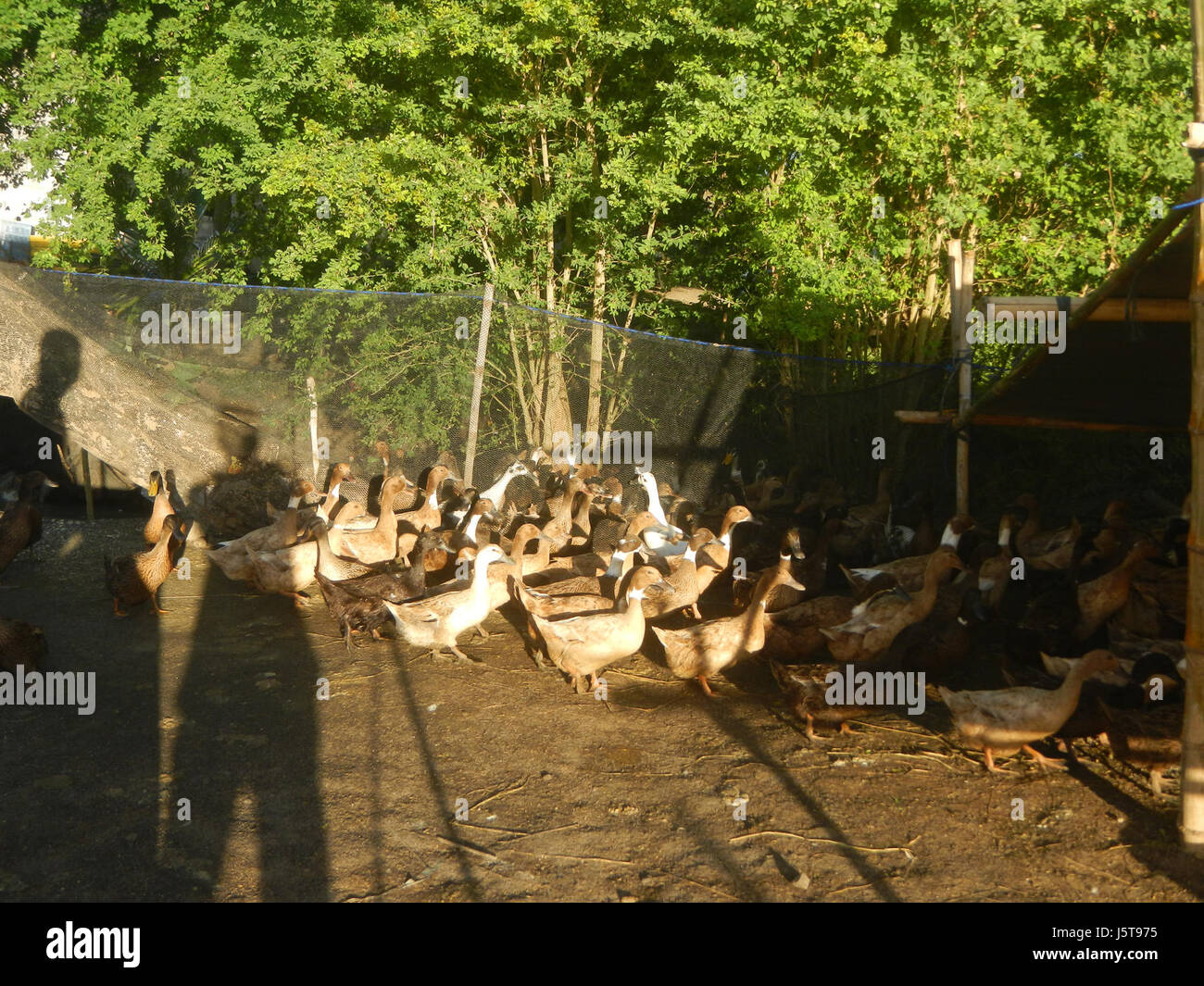 The fields along Cortez Road in Concepcion, San Simon, Pampanga are ...