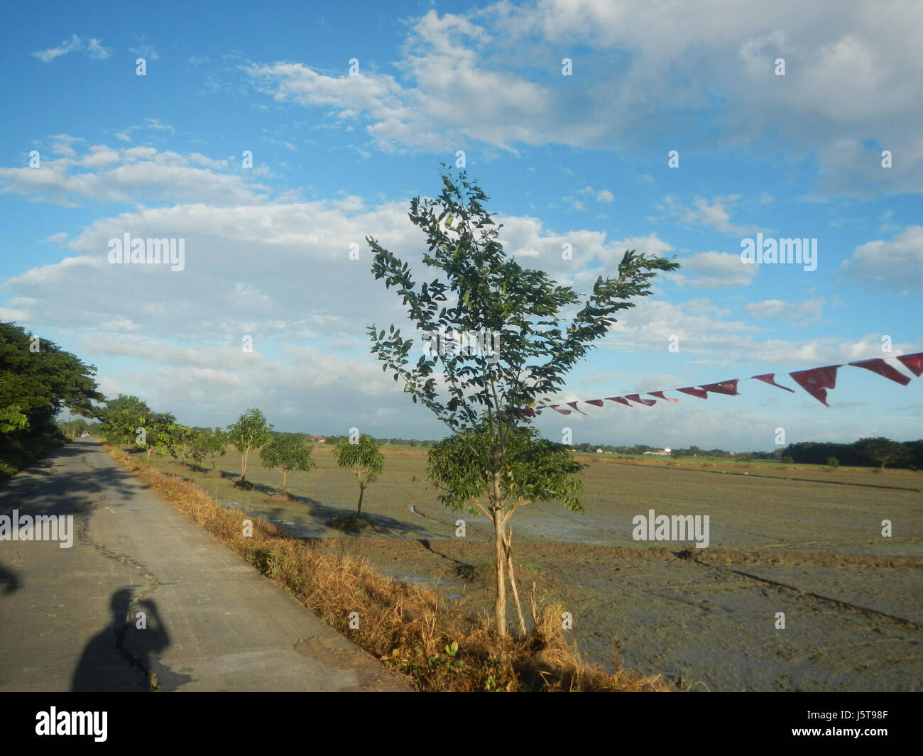 This image captures the agricultural landscape of the Paddy fields and ...