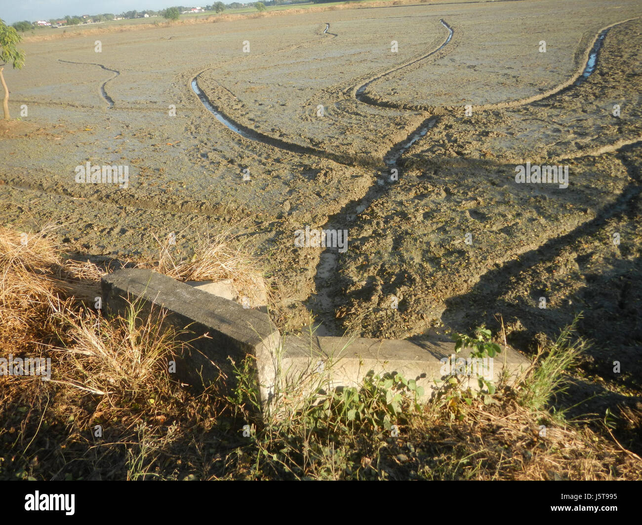 The image depicts the agricultural scene in San Simon, Pampanga ...