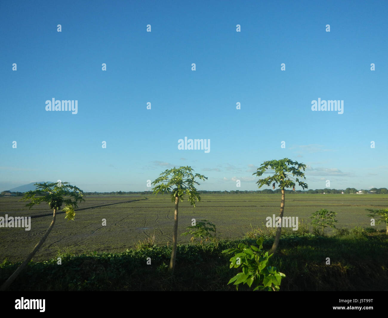 03096fPaddy fields trees Cortez Road Concepcion San Simon Pampanga 07 ...