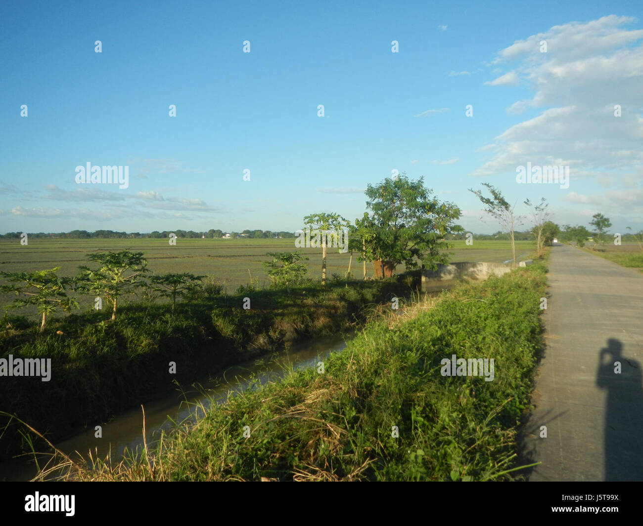 A photo of paddy fields along Cortez Road in Concepcion, San Simon ...