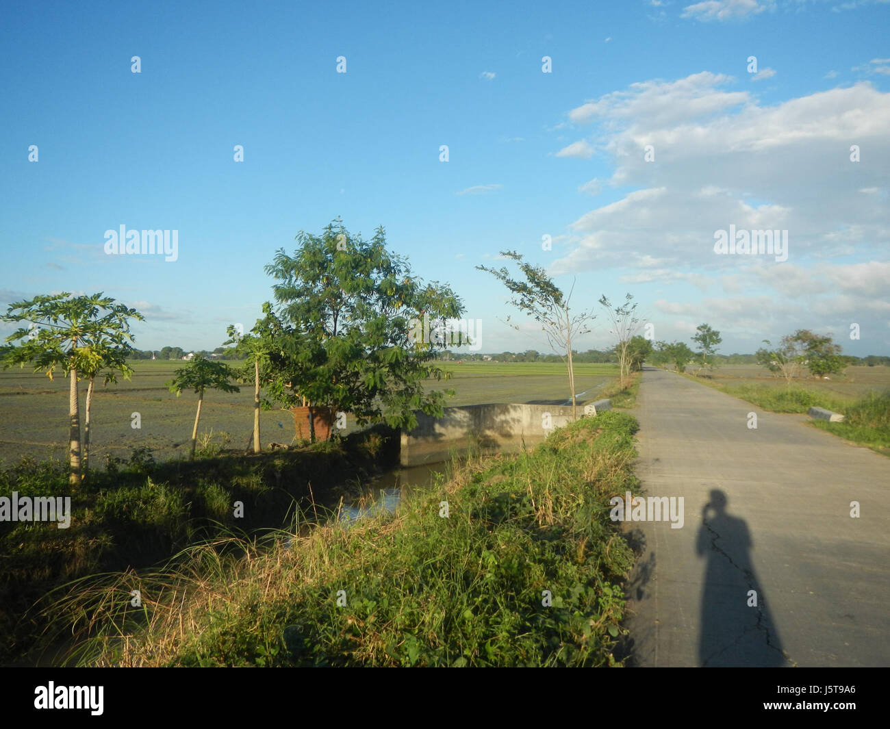 The paddy fields along Cortez Road in Concepcion, San Simon, Pampanga ...