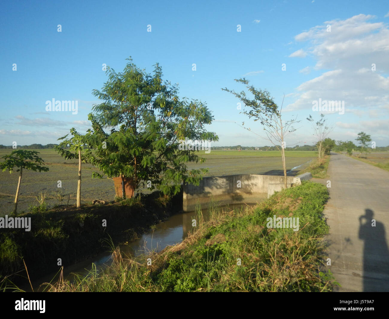 03096fPaddy fields trees Cortez Road Concepcion San Simon Pampanga 17 ...