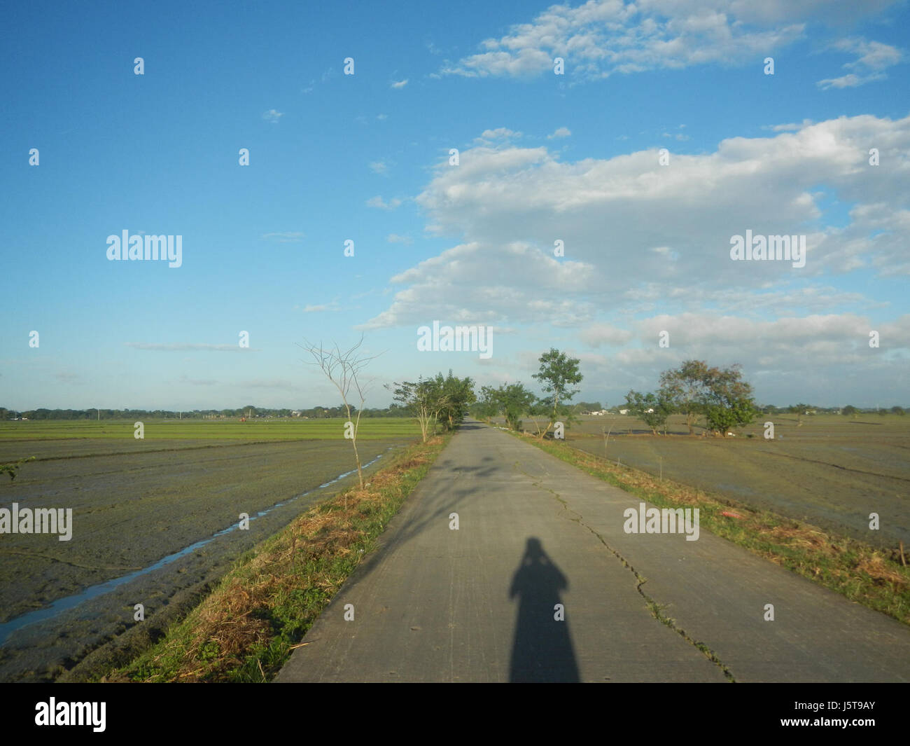 03123fPaddy fields trees Cortez Road Concepcion San Simon Pampanga 06 ...