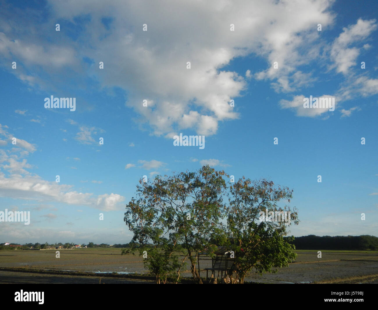 03123fPaddy fields trees Cortez Road Concepcion San Simon Pampanga 23 ...