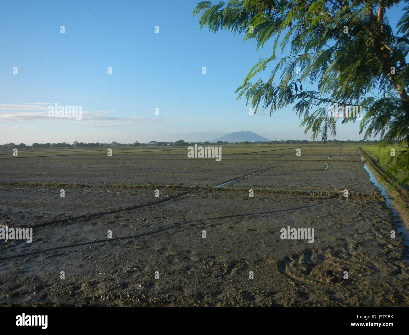 03123fPaddy fields trees Cortez Road Concepcion San Simon Pampanga 24 ...