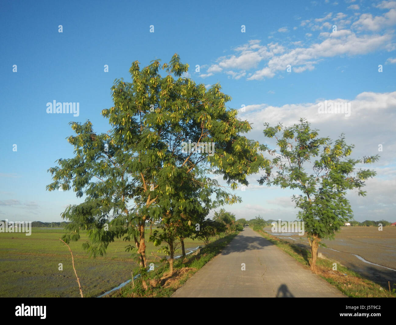 A photograph showing the paddy fields and trees along Cortez Road in ...