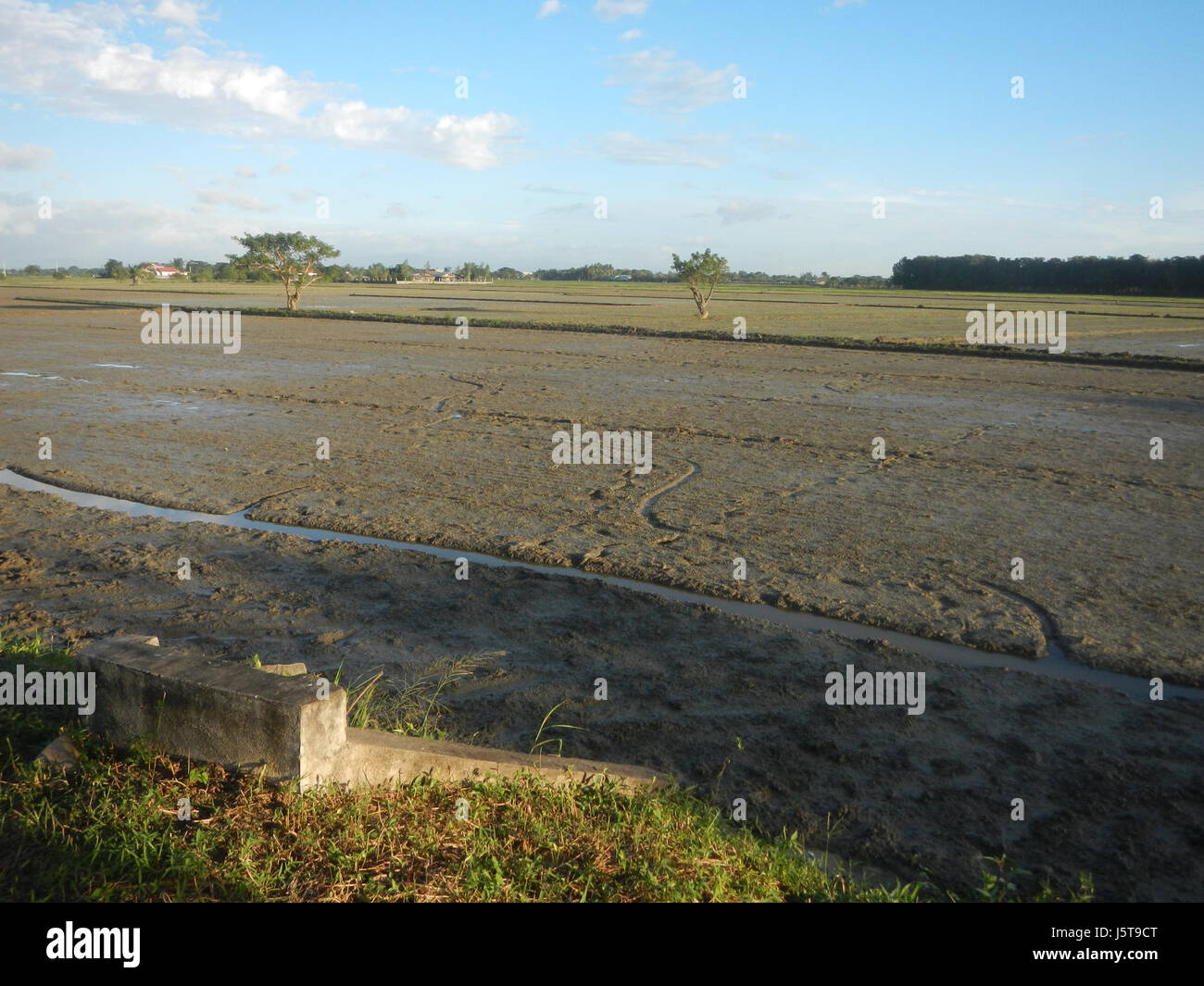 This scene captures the rural landscape along Cortez Road in Concepcion ...