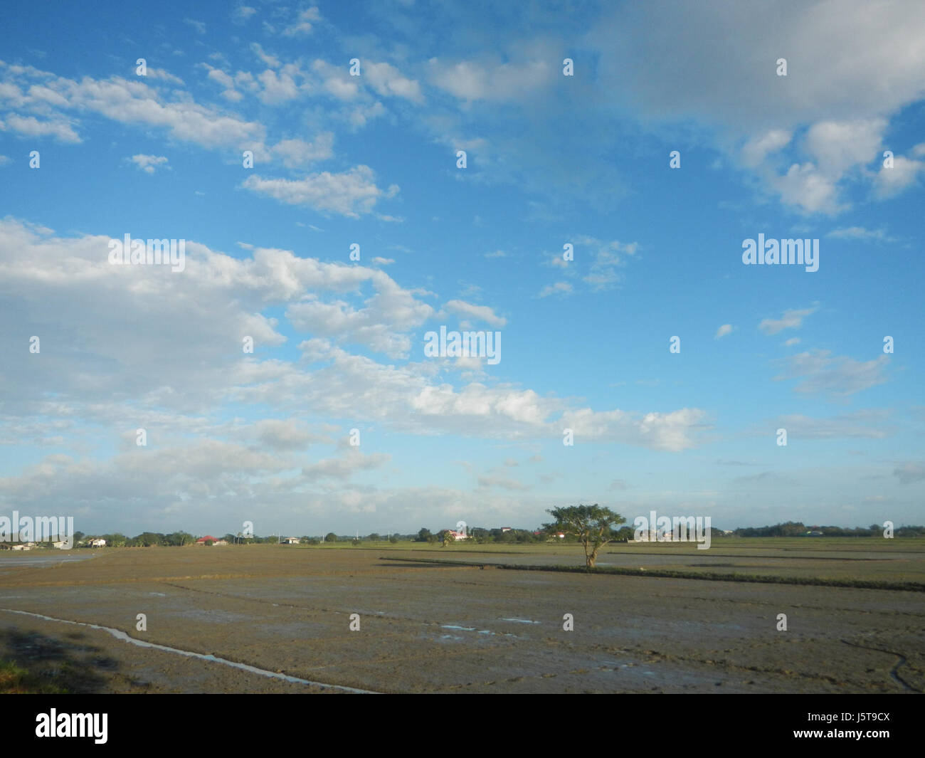 The image depicts the scenic paddy fields and trees along Cortez Road ...