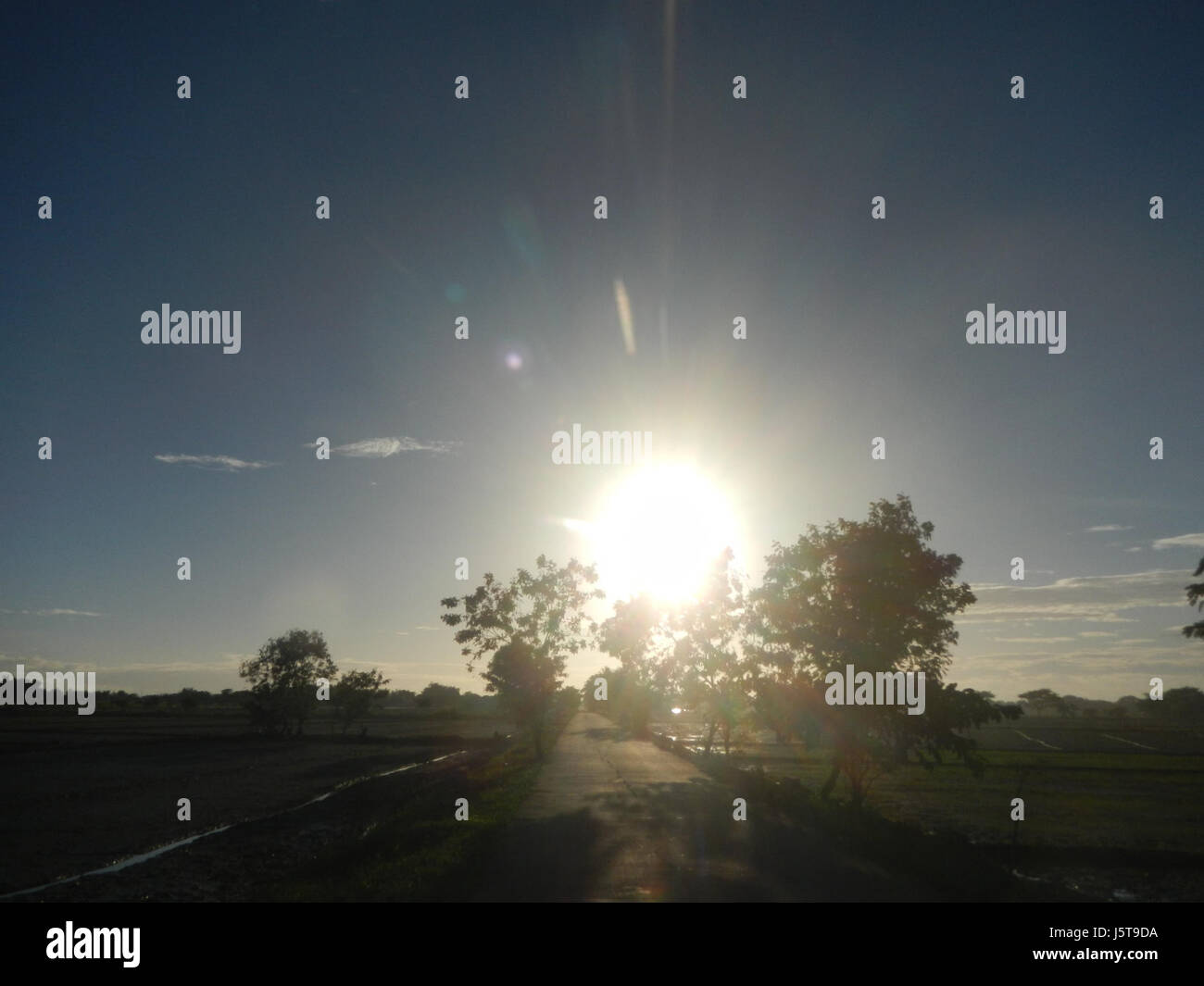 The image represents the paddy fields and trees along Cortez Road in ...