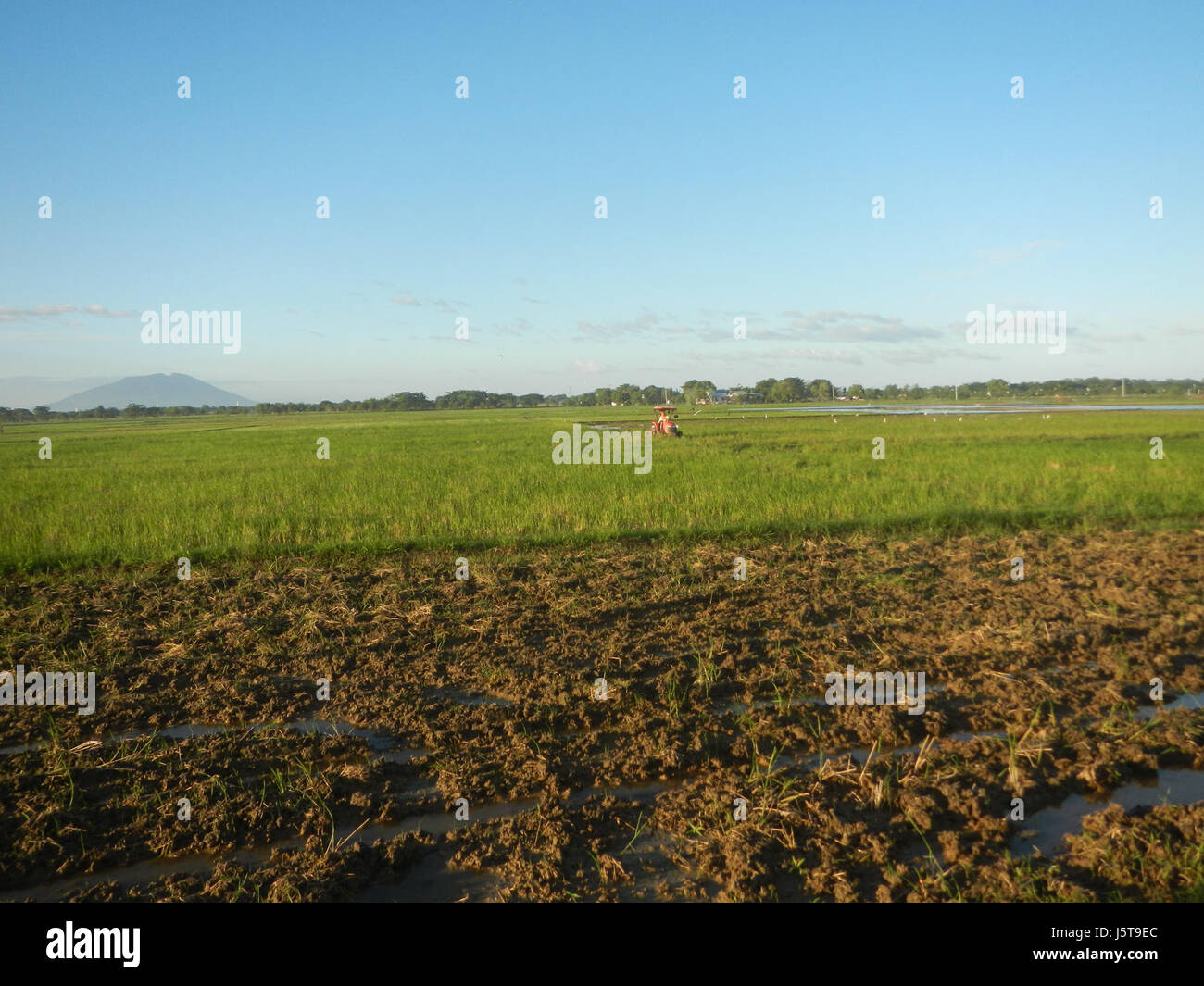 The photograph captures the paddy fields, trees, and rural landscape ...