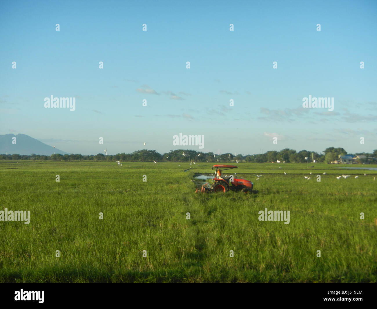 The image shows a peaceful rural scene of paddy fields and trees along ...