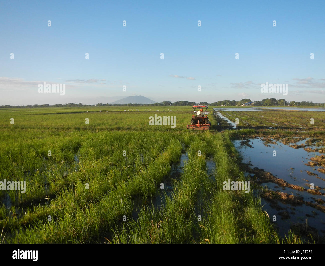 This image refers to a scene from the paddy fields along Cortez Road in ...